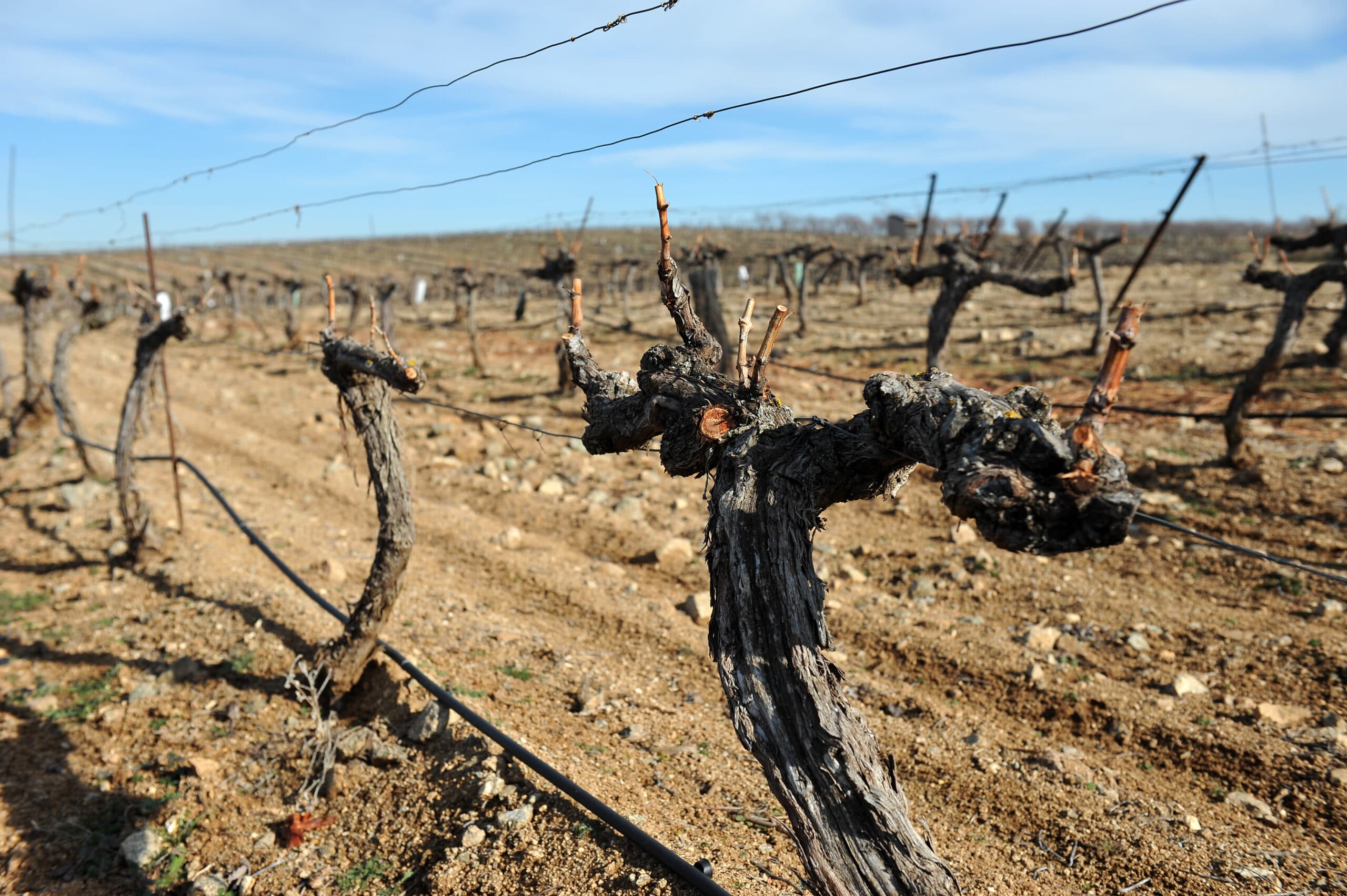 ¿Qué pasa con las vides en invierno? Quedan en reposo